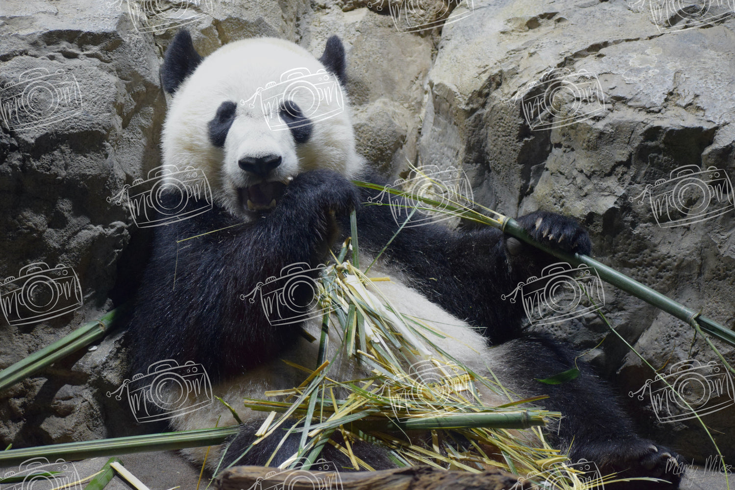 Giant Panda Exhibit at the Smithsonian Zoo, May 2017 – Mandy Miles Studios